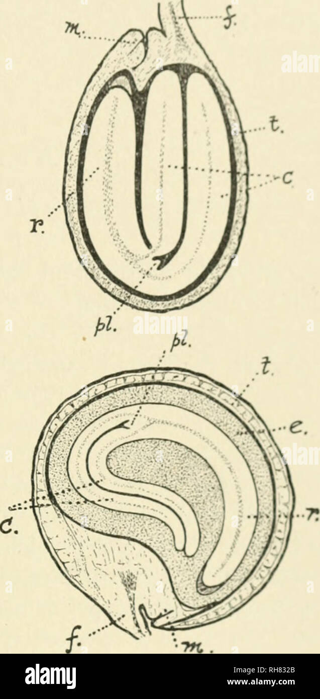 . Botany of the living plant. Botany. THE EMBRYO AND THE SEED 283 as in ...