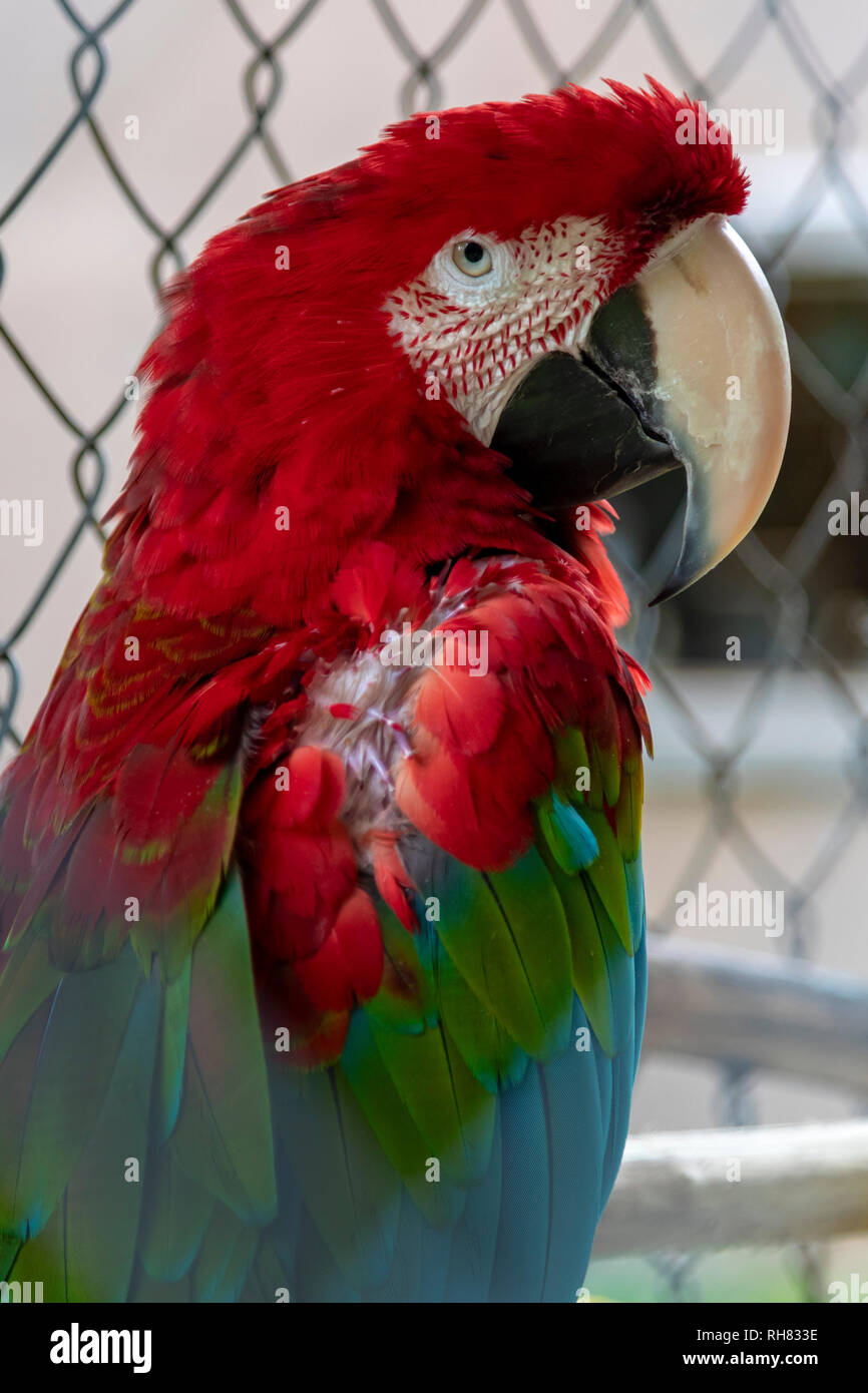 Big bird cage hi-res stock photography and images - Alamy