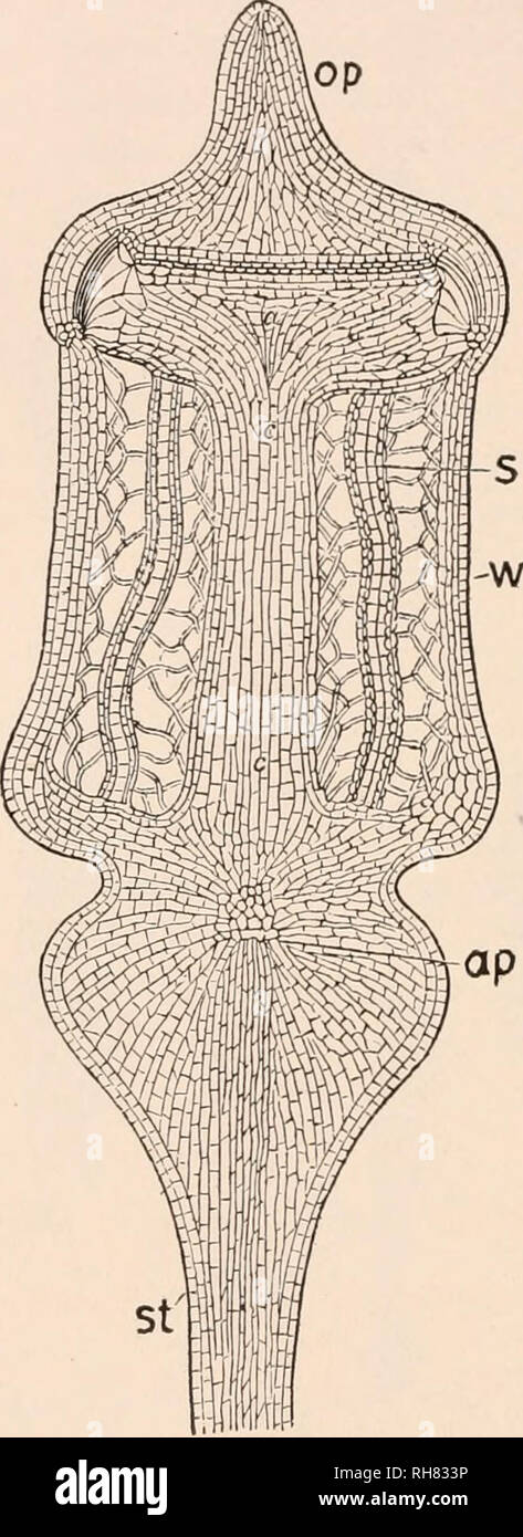 Polytrichum capsule hi-res stock photography and images - Alamy