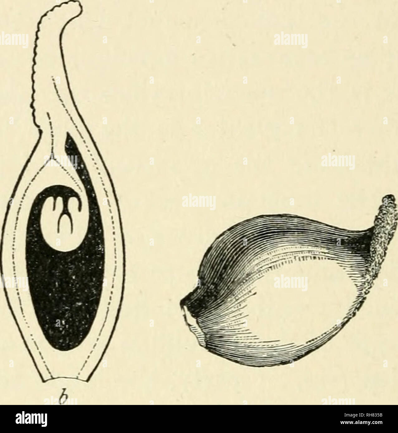 . Botany of the living plant. Botany. Fig. 228. Fig. 229. Follicles of ...