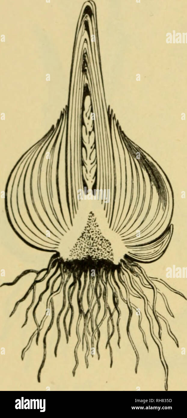Cono lateral hi-res stock photography and images - Alamy