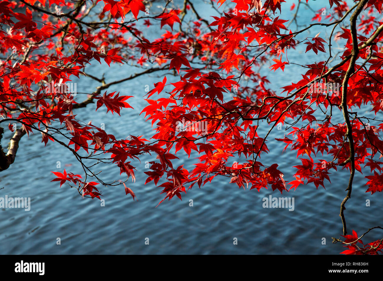 Japanese maple tree overhanging a lake having blue reflections from the ...