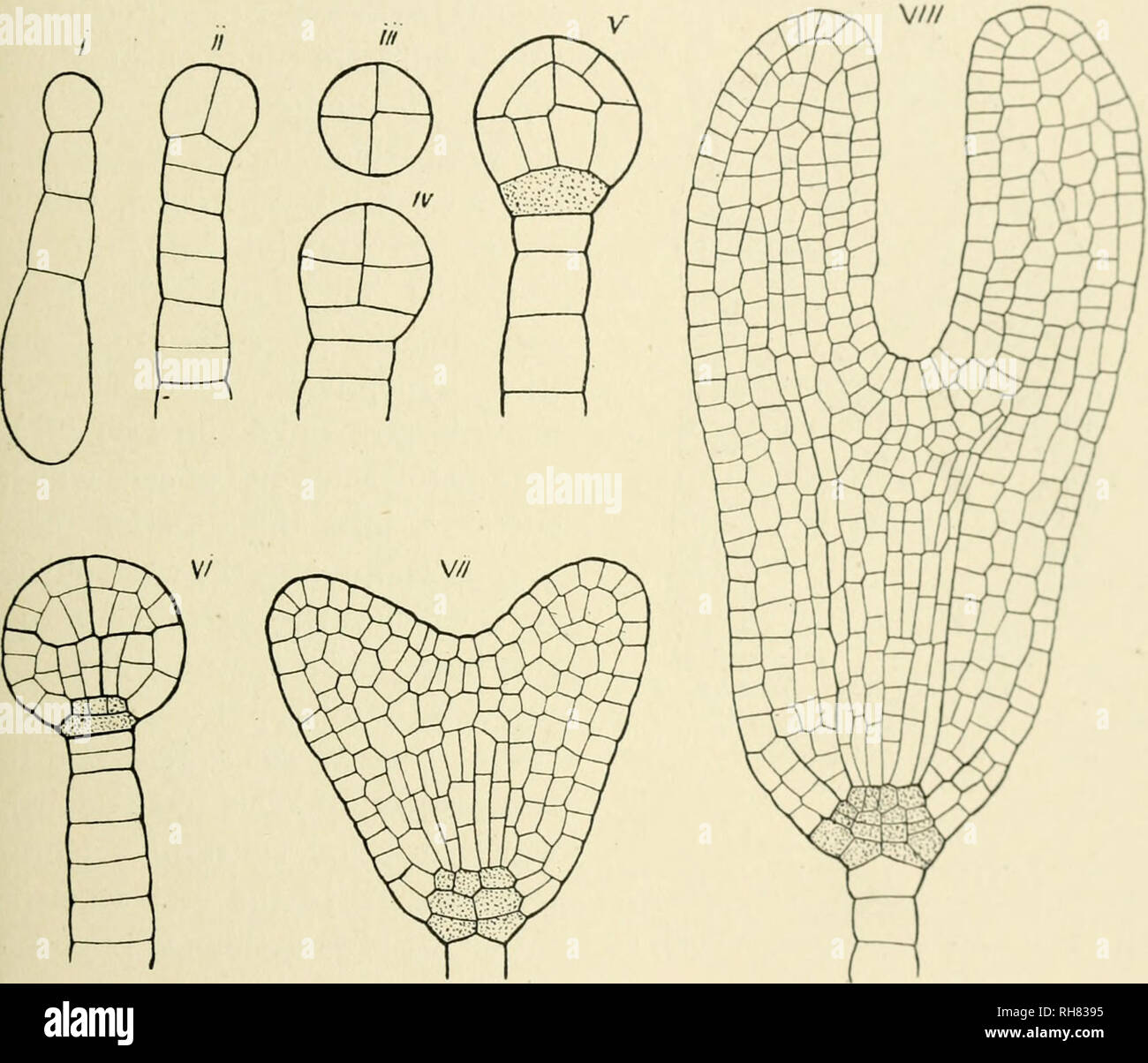 . Botany of the living plant. Botany. THE EMBRYO AND THE SEED 275 ...