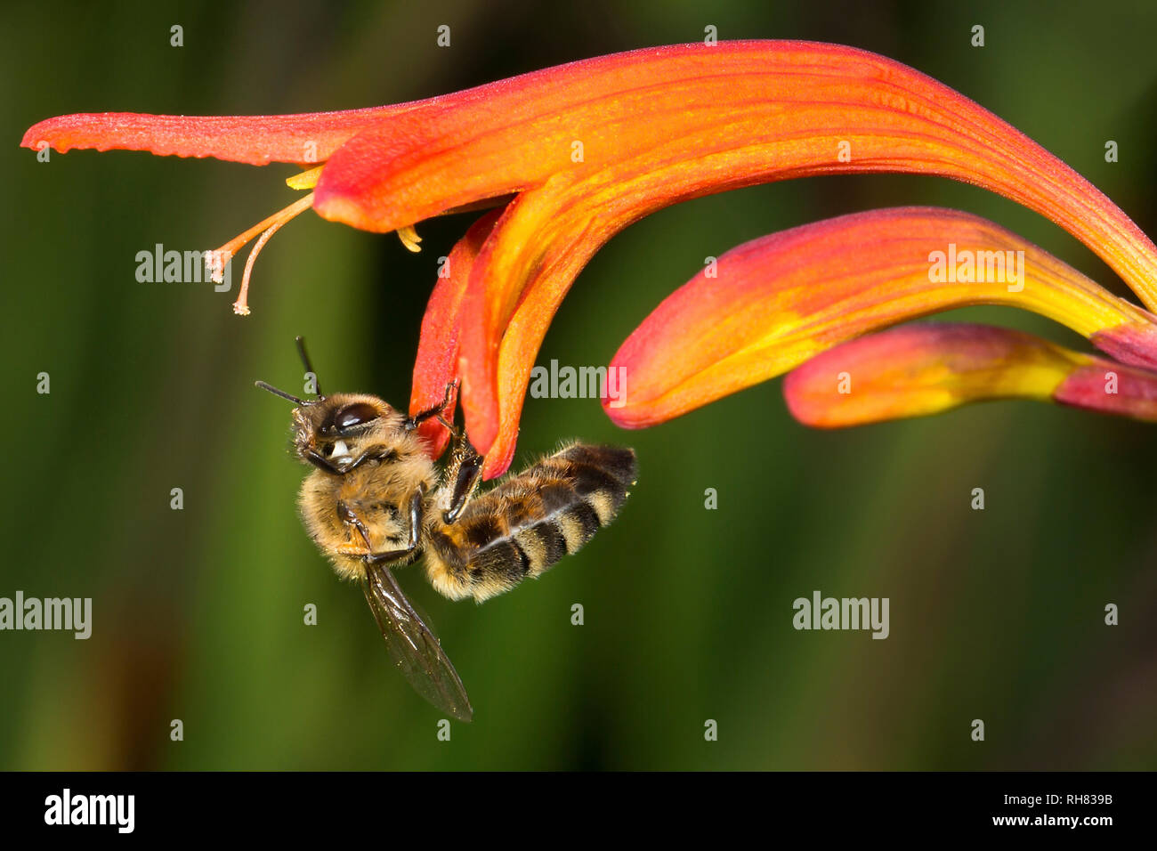 Cross pollination hi-res stock photography and images - Alamy