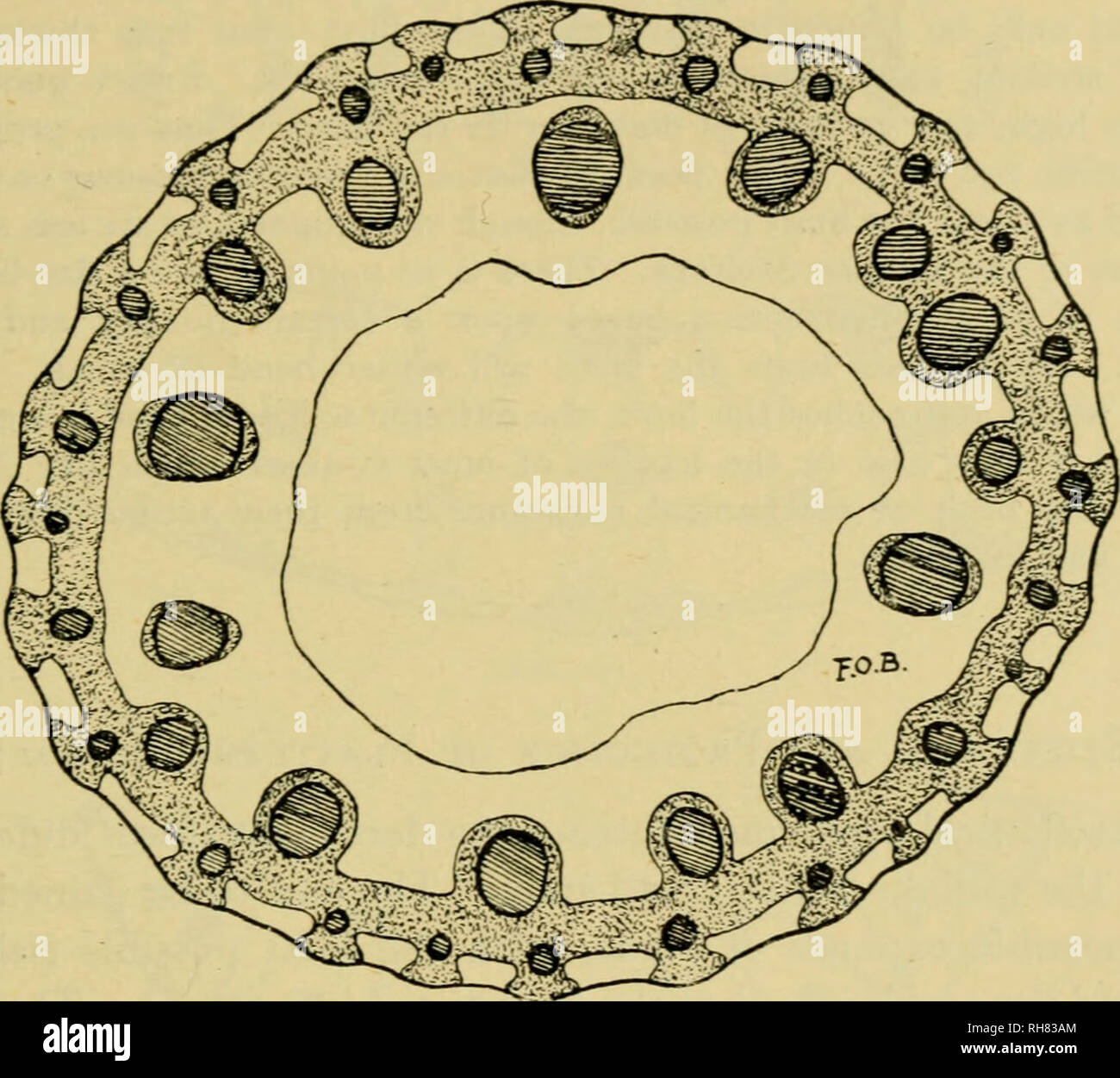 Vascular strand hi-res stock photography and images - Alamy