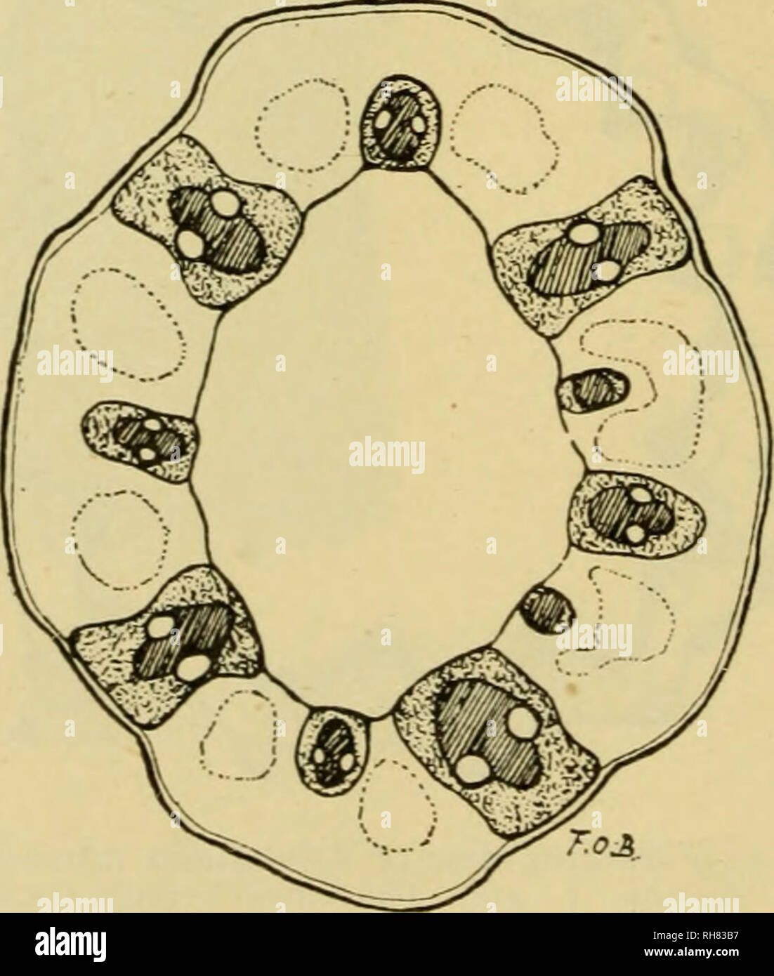 Ring lam hi-res stock photography and images - Alamy