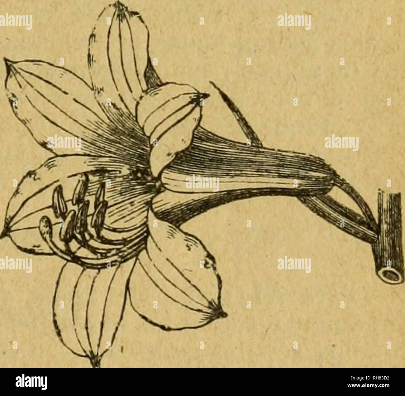 Base de semillas hi-res stock photography and images - Alamy