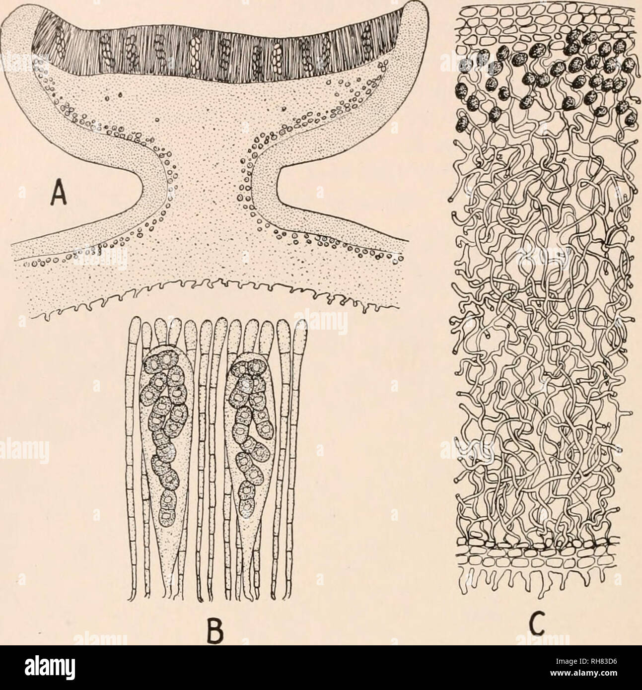Lichen Ascocarps