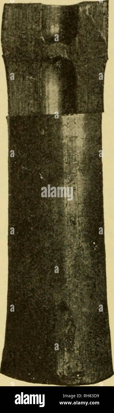 Buckling stems hi-res stock photography and images - Alamy