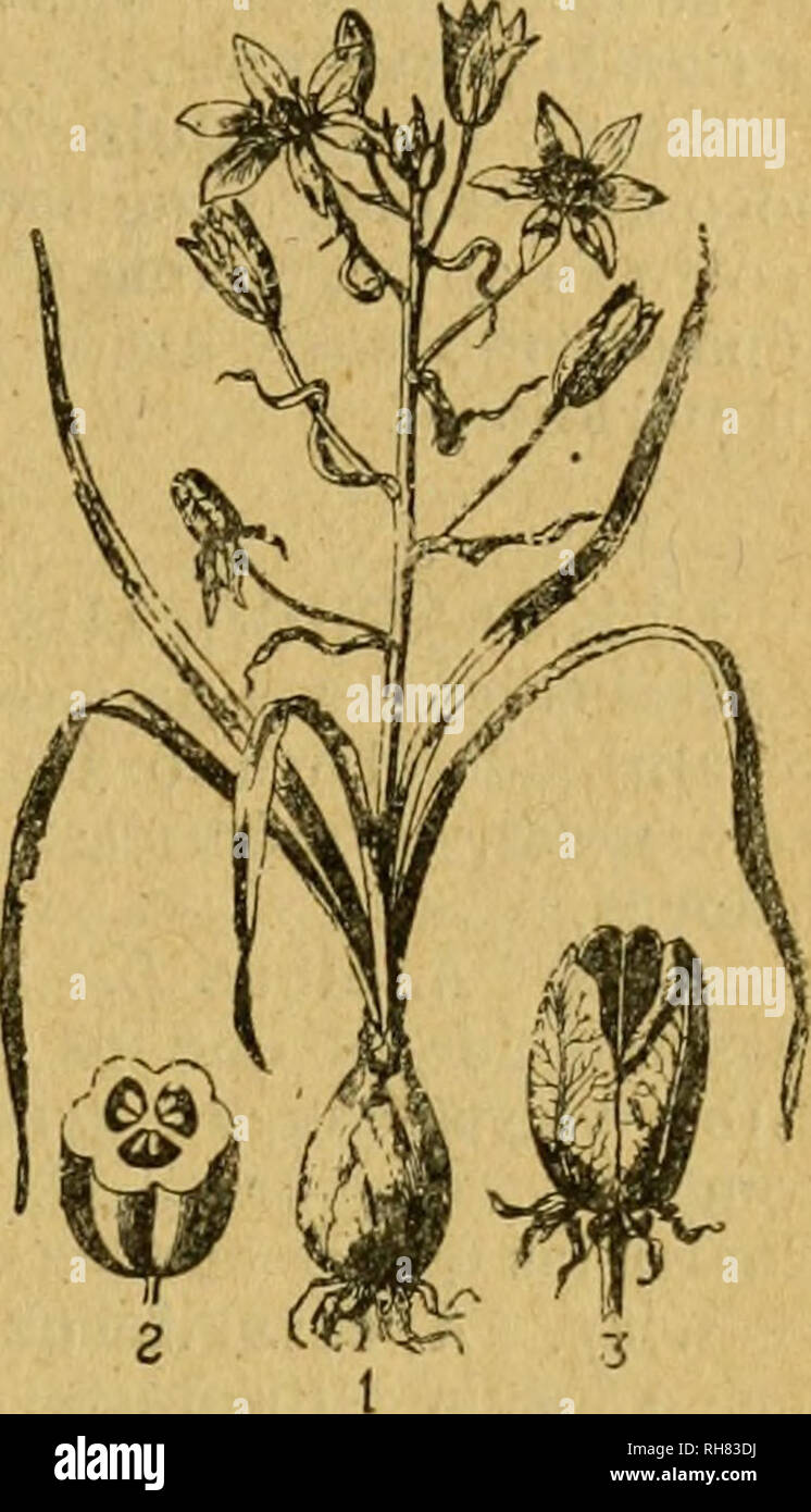 Linea de plantas hi-res stock photography and images - Alamy