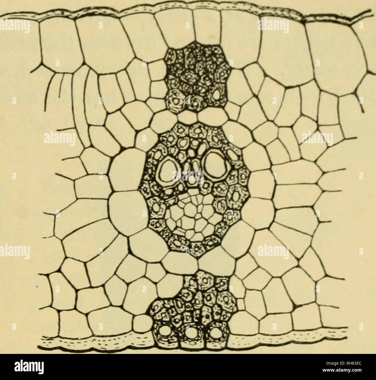 . Botany of the living plant. Botany; Plants. MECHANICAL CONSTRUCTION ...