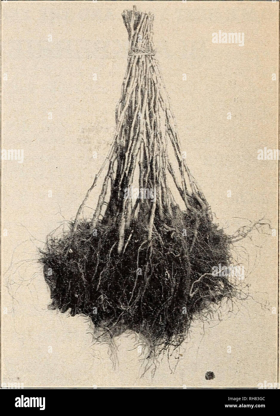 Planting raspberry canes hi-res stock photography and images - Alamy