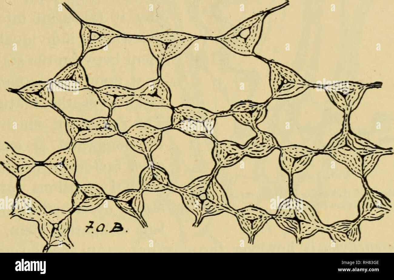 . Botany of the living plant. Botany; Plants. MECHANICAL CONSTRUCTION ...