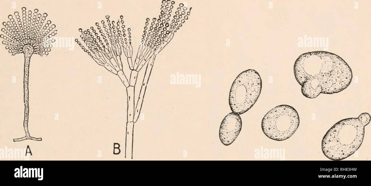 Bearing hymenium hi-res stock photography and images - Alamy