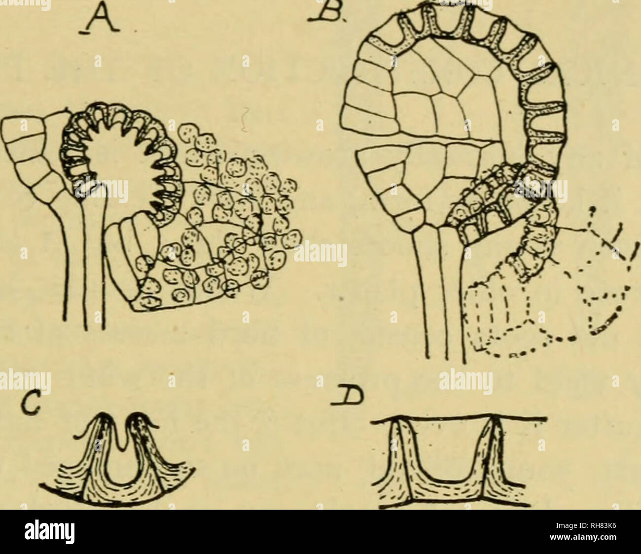 . Botany of the living plant. Botany; Plants. GROWTH, IRRITABILITY AND ...