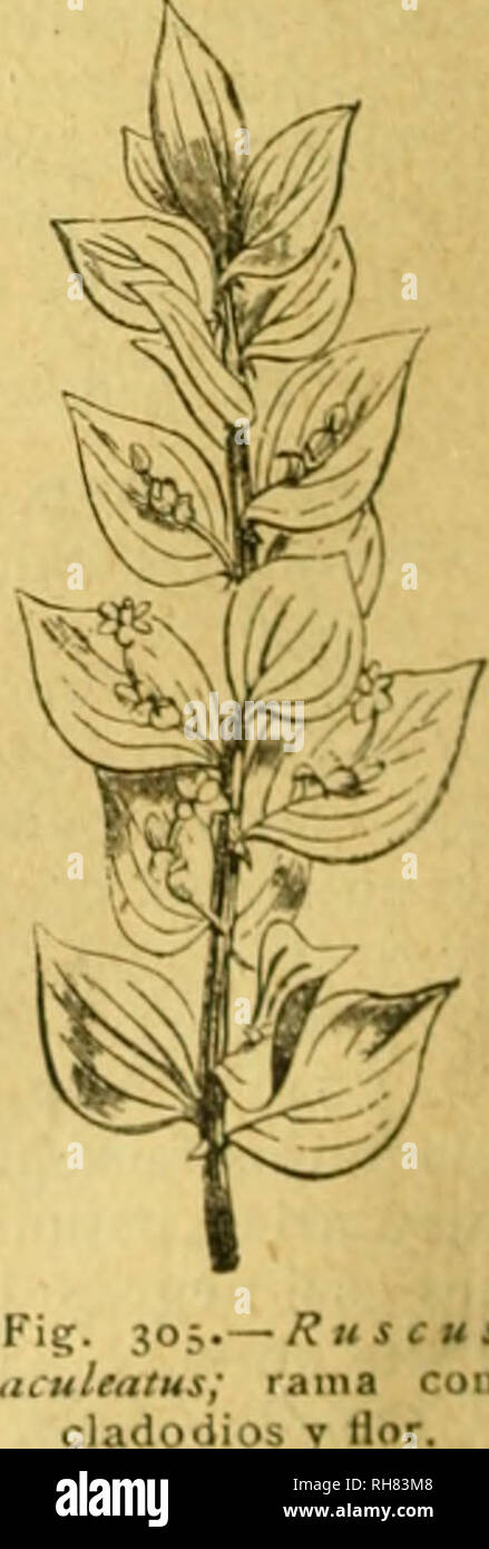 Cladodios gruesos hi-res stock photography and images - Alamy