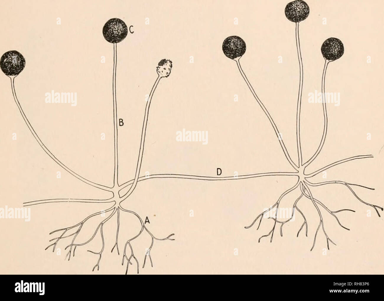 . Botany; principles and problems. Botany. THE THALLOPIIYTA 289 because ...