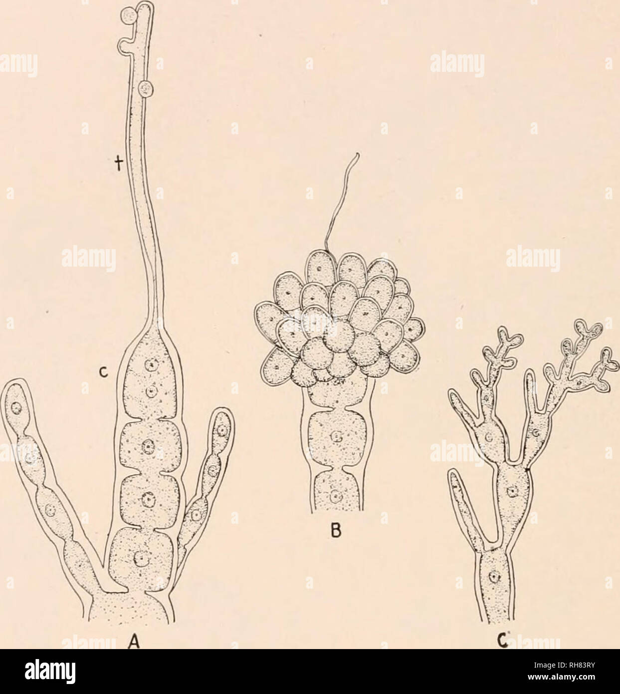 . Botany; principles and problems. Botany. 282 BOTANY: PRINCIPLES AND ...