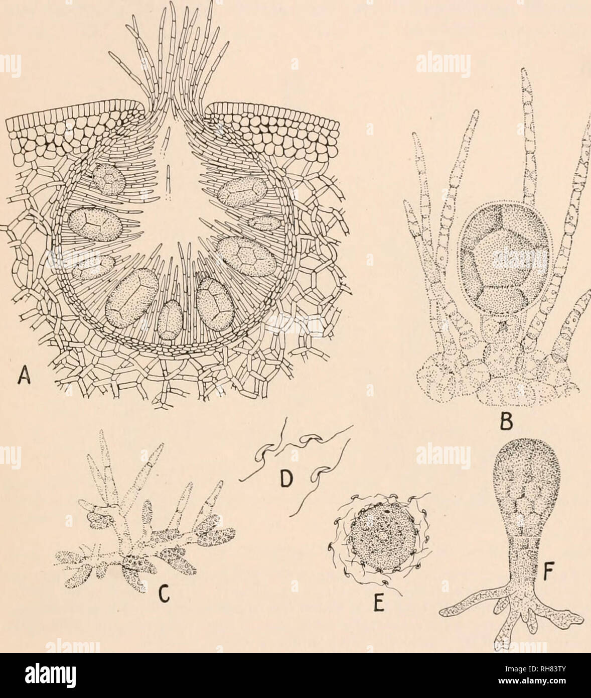 Fucus Female Conceptacle Labeled