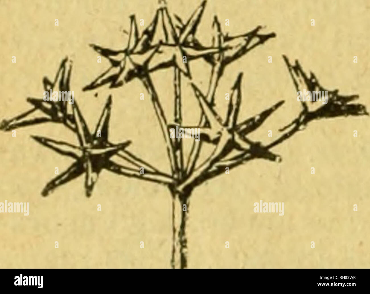 Hojas verticilos hi-res stock photography and images - Alamy