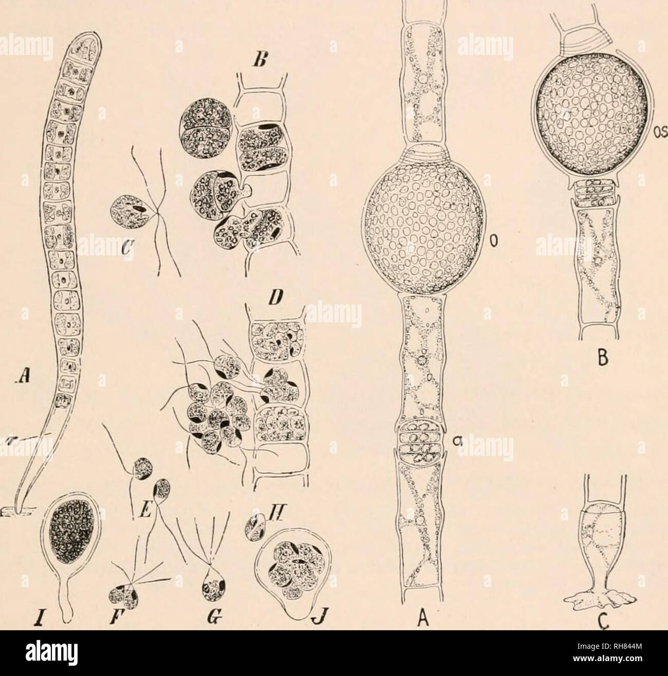 Ulothrix Stock Photos & Ulothrix Stock Images - Alamy