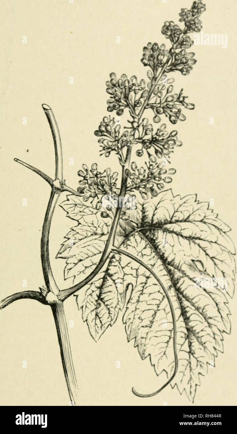 Corymbose raceme hi-res stock photography and images - Alamy