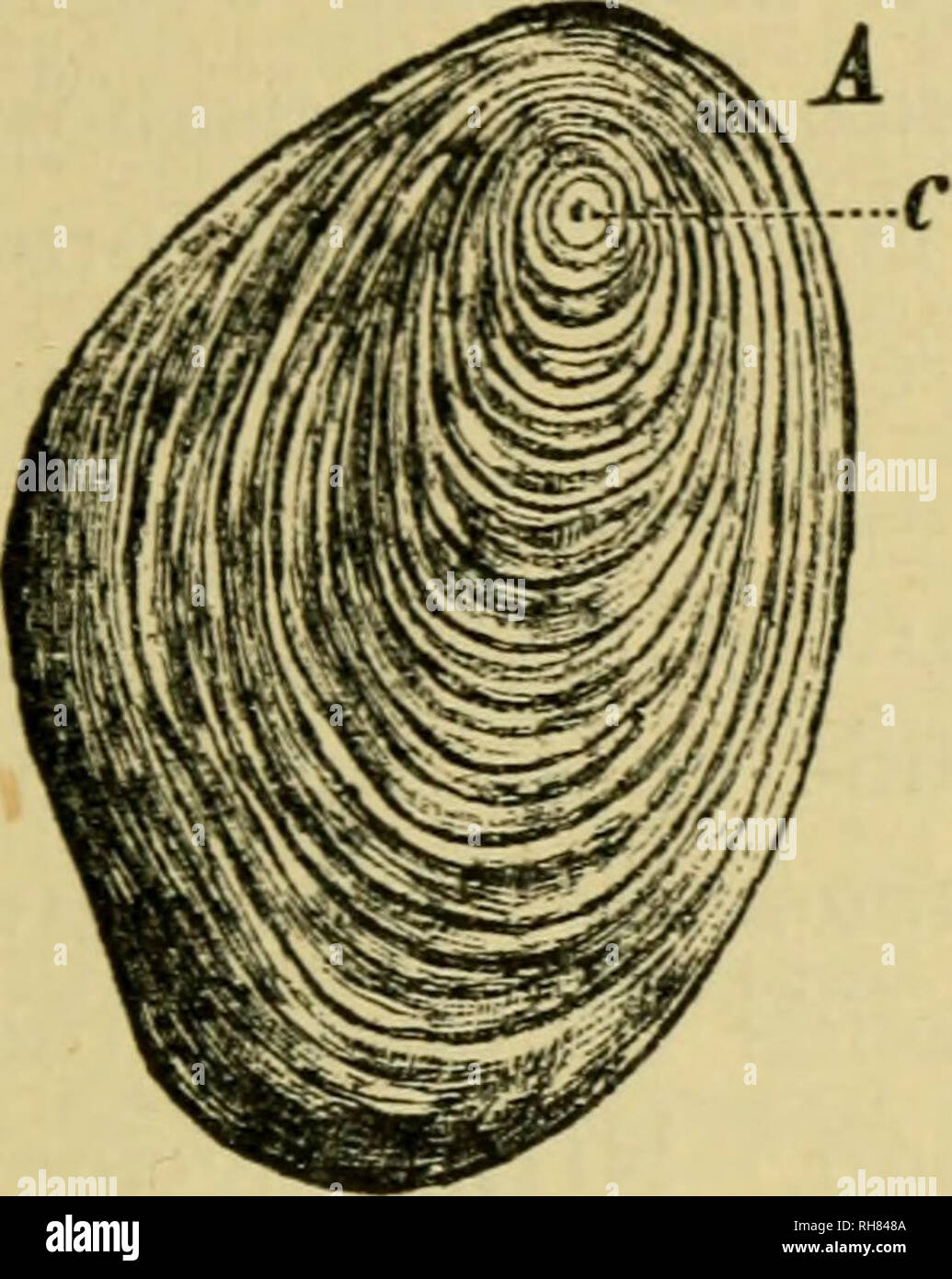 . Botany of the living plant. Botany; Plants. SYNTHESIS, STORAGE AND ...