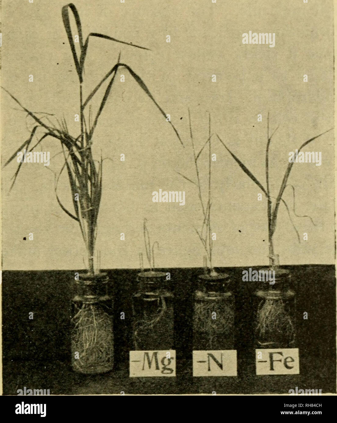 . Botany of the living plant. Botany; Plants. THE WATER-RELATION in to ...