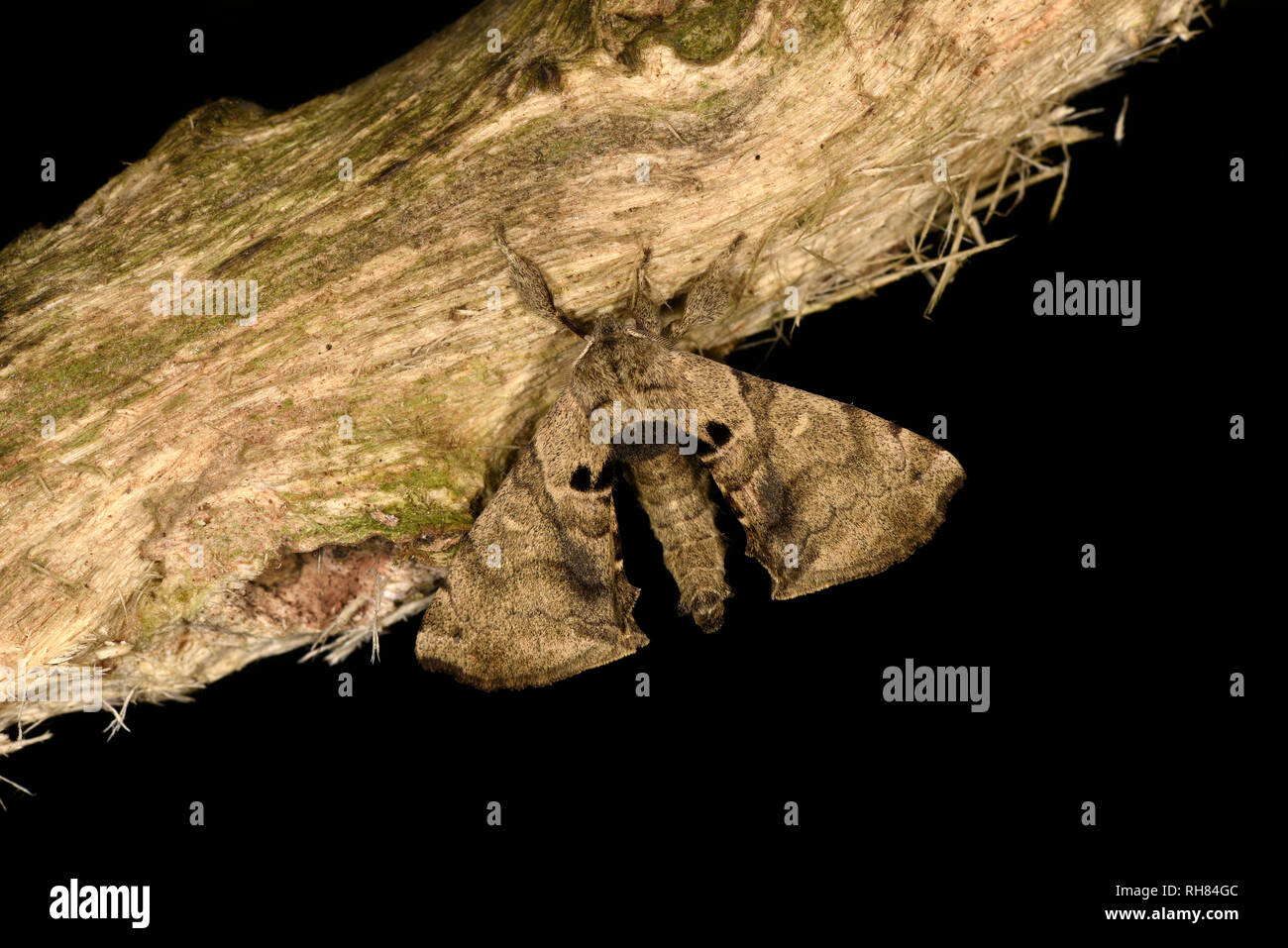 Costa Rica Moth (Apatelodes merlona) adult at rest on tree branch ...