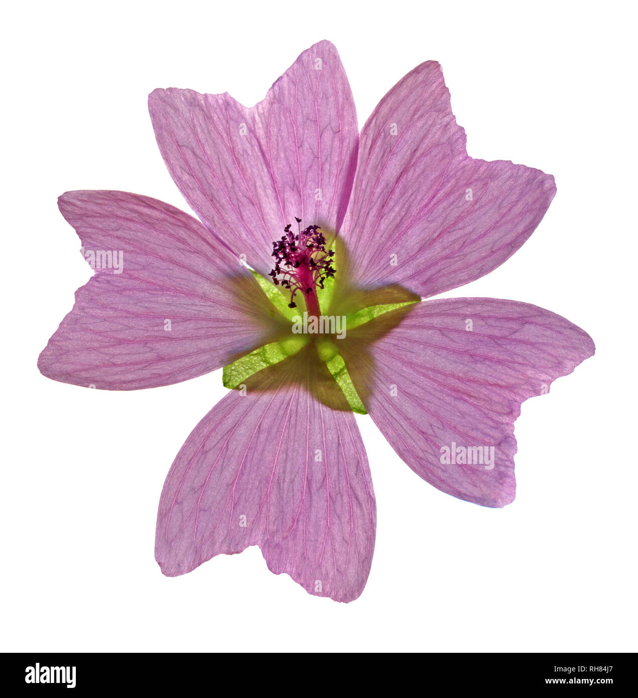 Cut back geraniums hi-res stock photography and images - Alamy