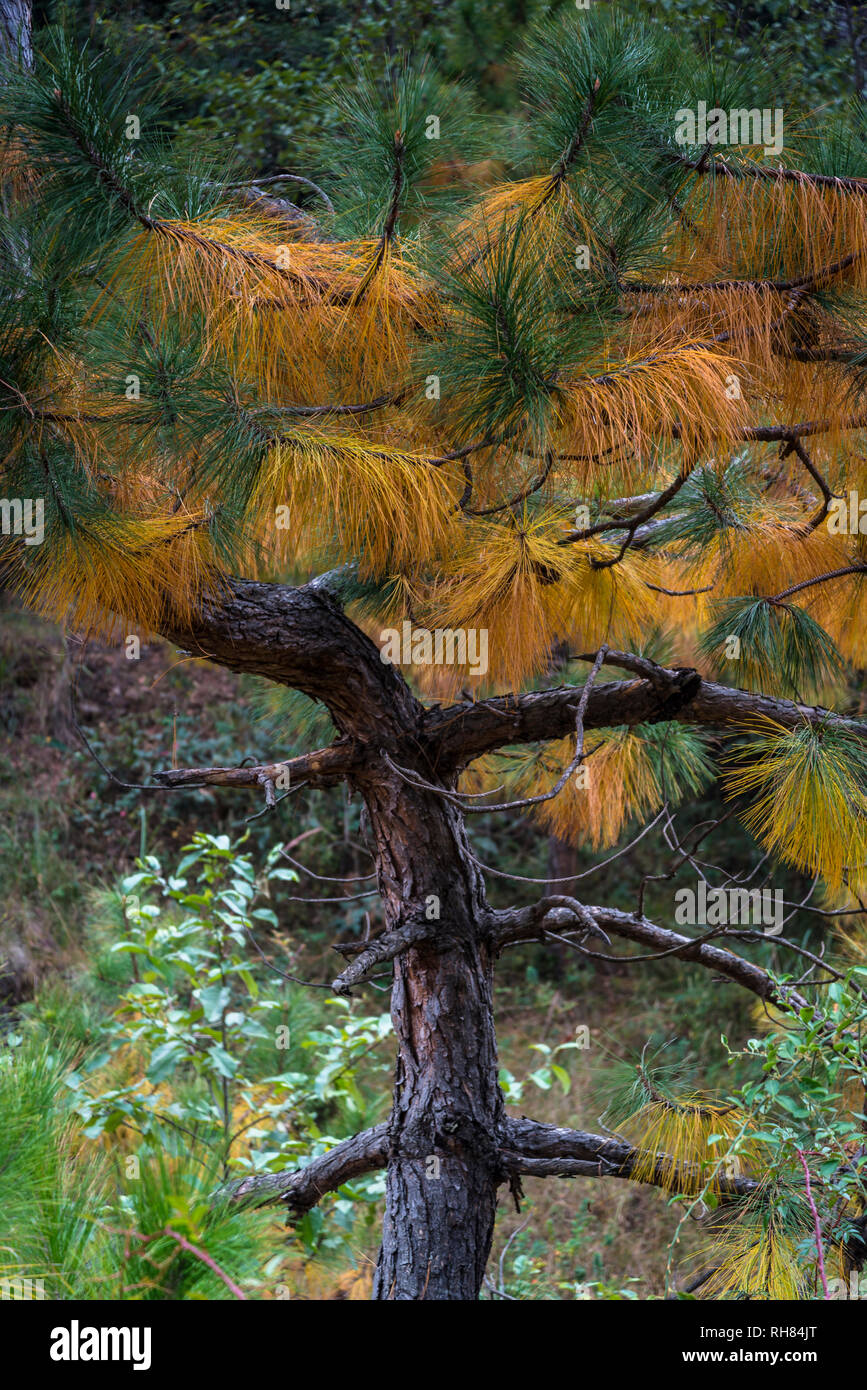 Shibao mountain hi-res stock photography and images - Alamy
