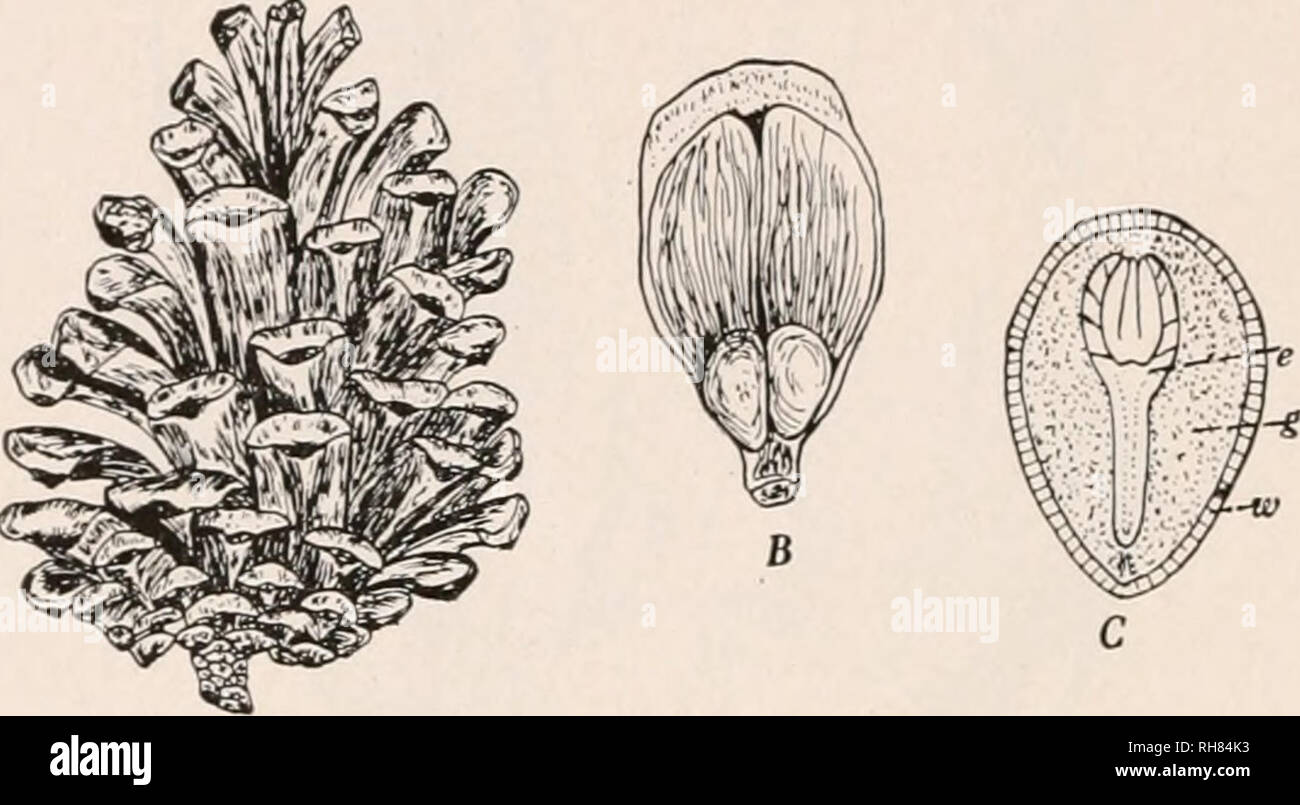 . Botany for agricultural students. Plants. 456 SPERMATOPHYTES (SEED ...