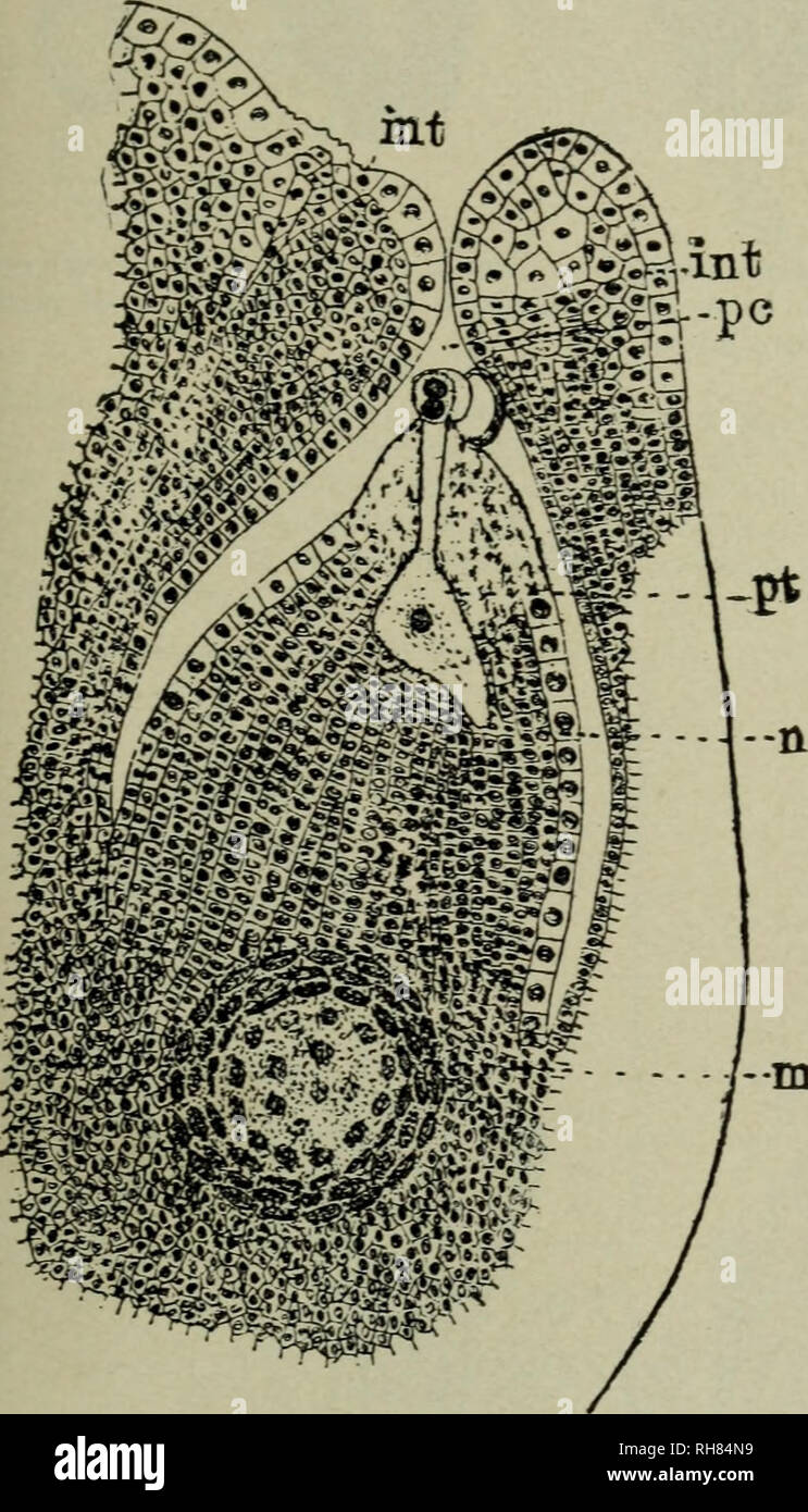 Micropyle In A Conifer
