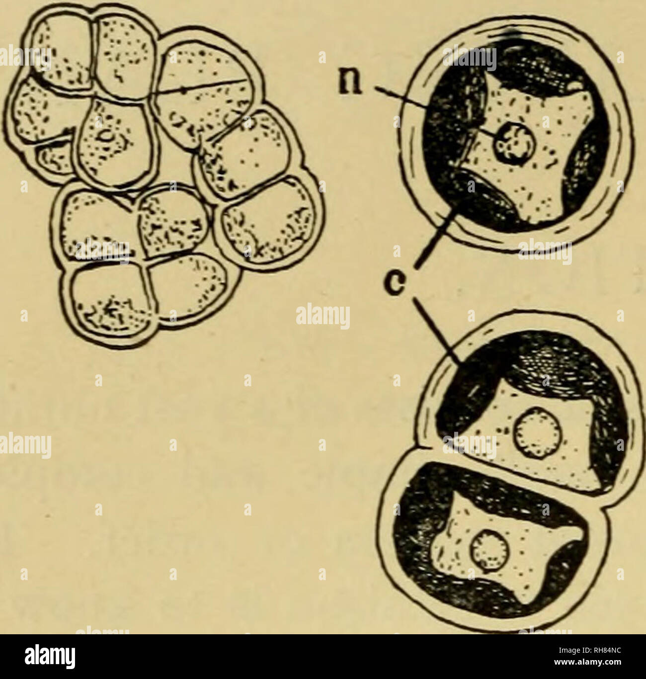 . Botany of the living plant. Botany; Plants. BOTANY OF THE LIVING ...