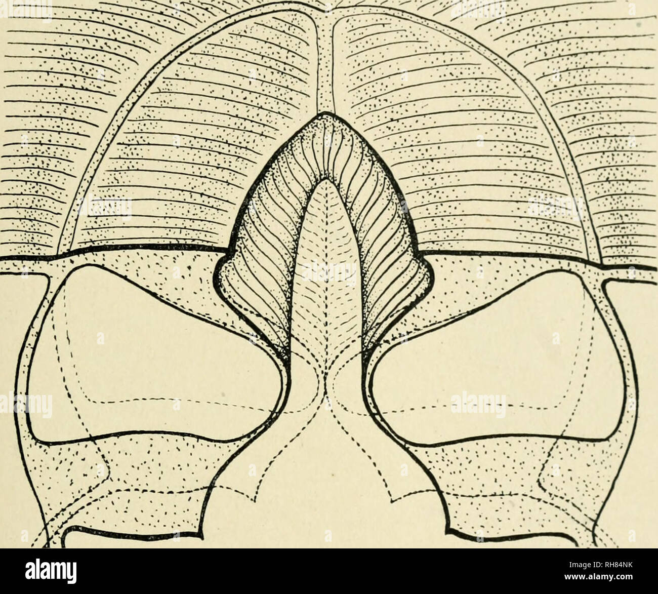 . Botany of the living plant. Botany. THE WATER-RELATION 91 than by ...