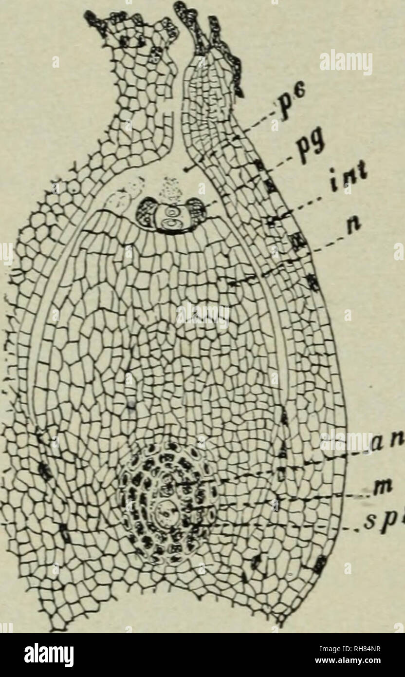 Pinus Ovule