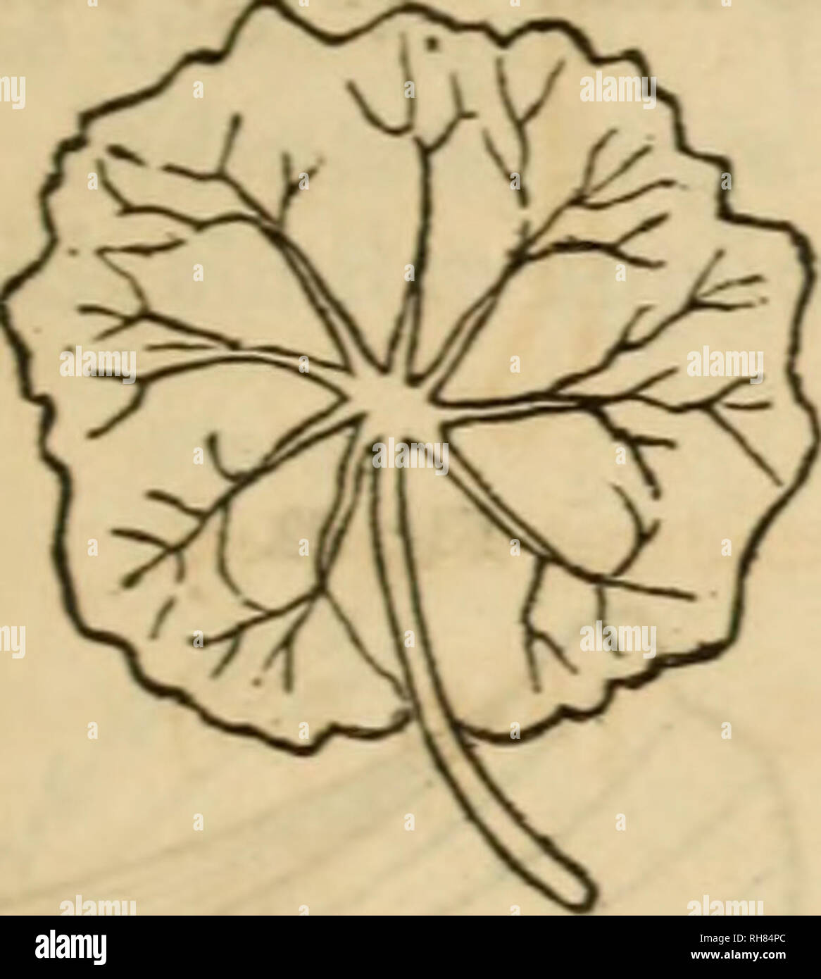 Reniform shape hi-res stock photography and images - Alamy