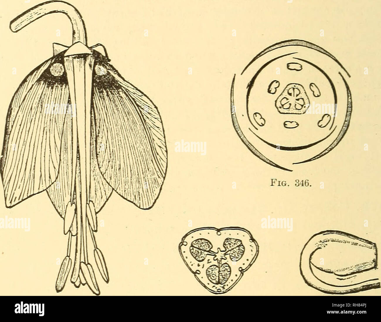 . Botany for high schools and colleges. Botany. 458 BOTANY. climates ...