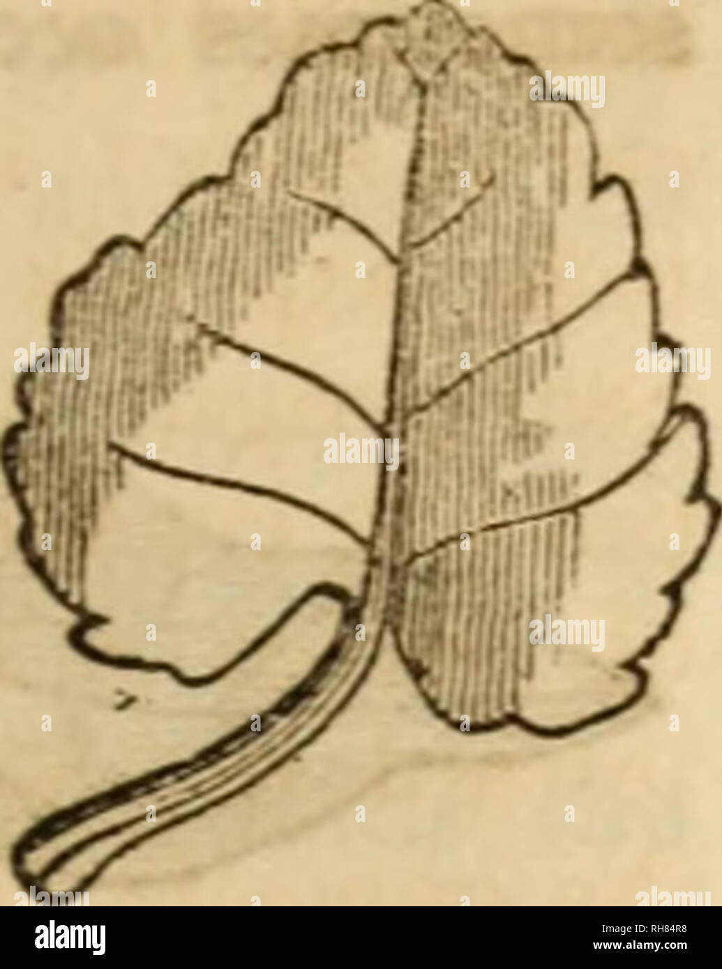 Reniform Shape High Resolution Stock Photography and Images - Alamy