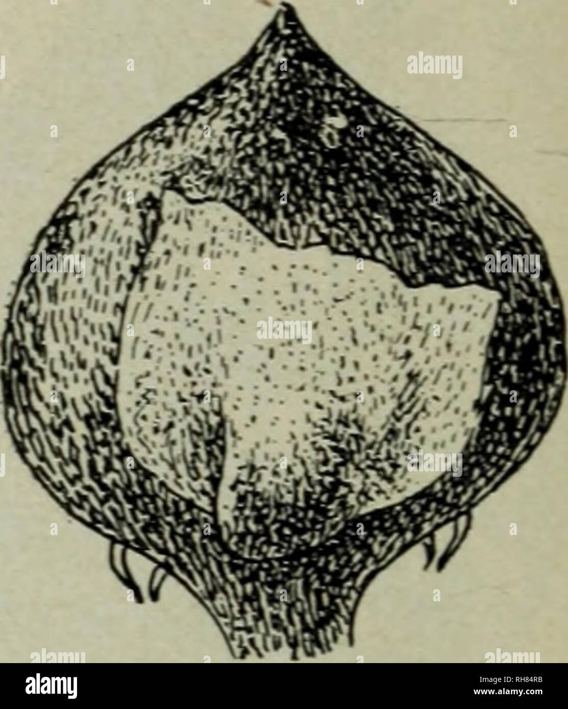 . Botany for high schools. Botany. Fig. 349- Section of female cone of ...
