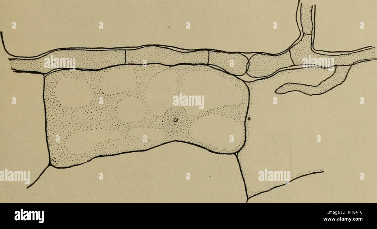 . The Botrytis blight of tulips ... Botrytis; Tulips. The Botrytis ...