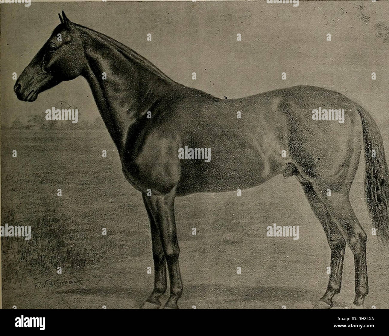 . Breeder and sportsman. Horses. September 9, 1899] THE BREEDER AND ...