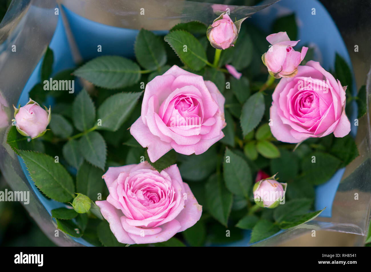 beautiful bouquet of pink roses, small buds Stock Photo - Alamy