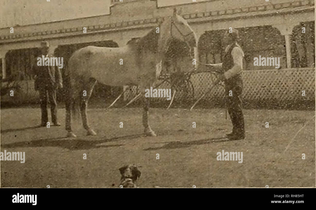 Kinglike hi-res stock photography and images - Alamy