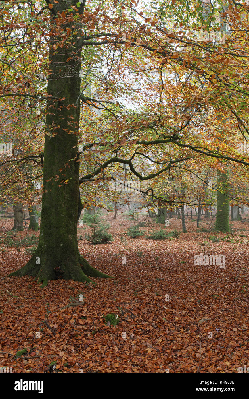 Beech woodland North Oakley Inclosure New Forest National Park ...