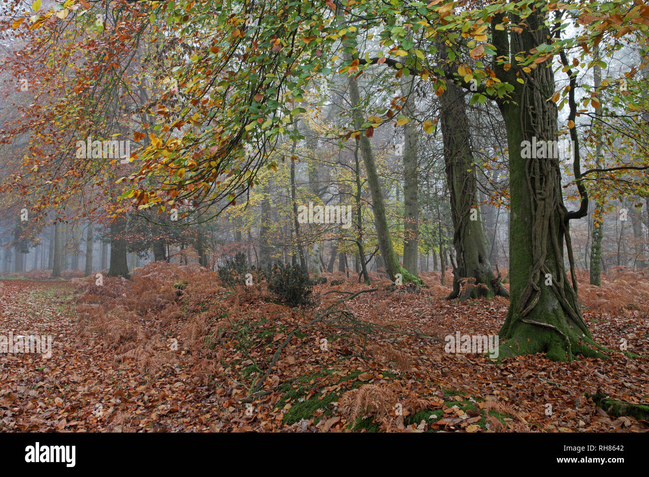 Beech woodland North Oakley Inclosure New Forest National Park ...