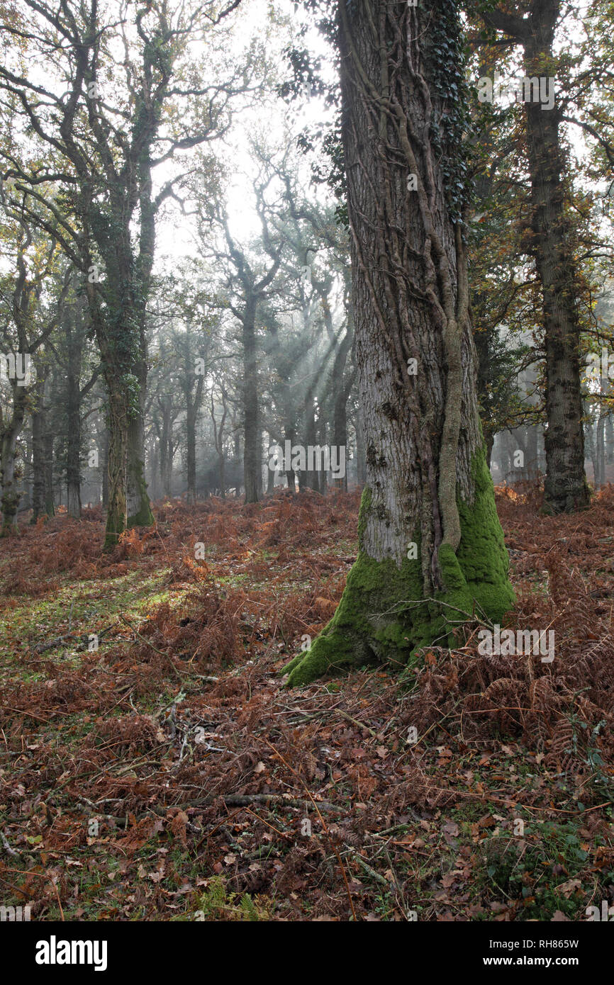 Light rays through oak woodland Broomy Inclosure New Forest National ...