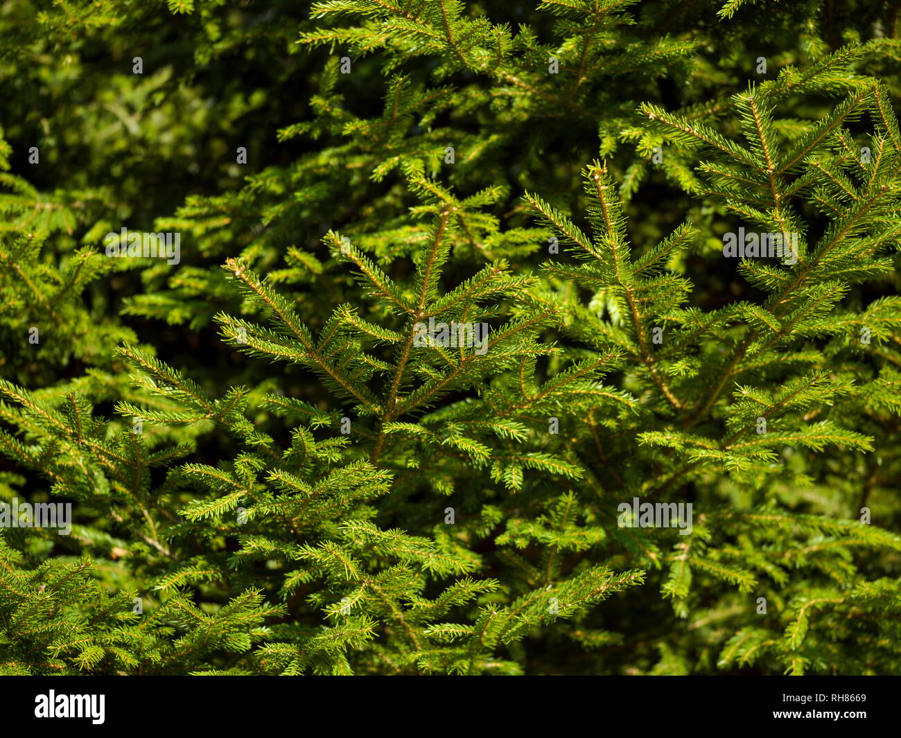 green forest background prickly branches of a fur tree or pine tree ...