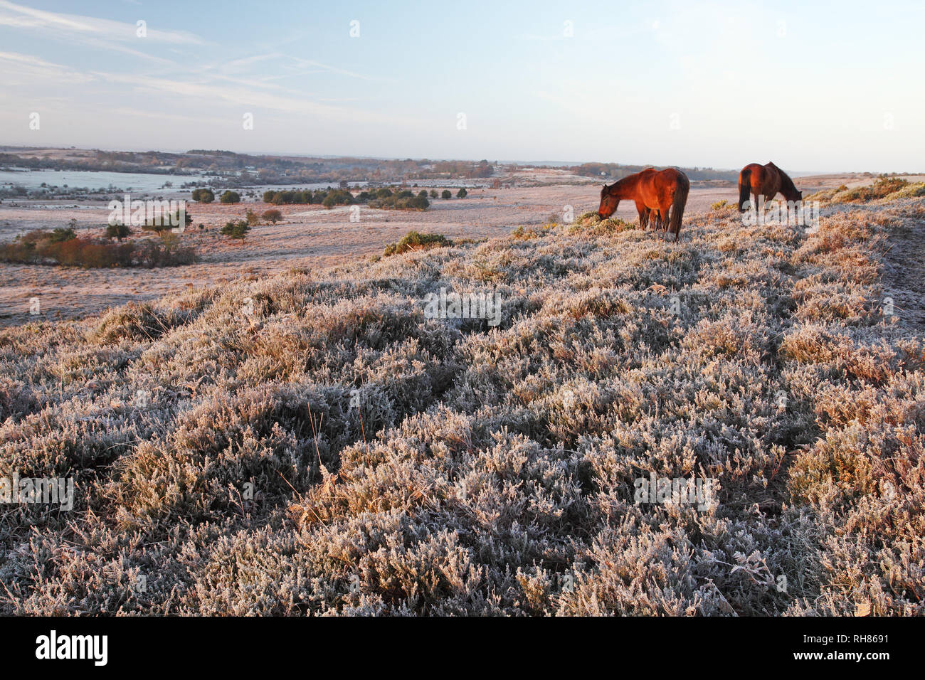 New Forest ponies on frosty heathland Hampton Ridge and Latchmore ...