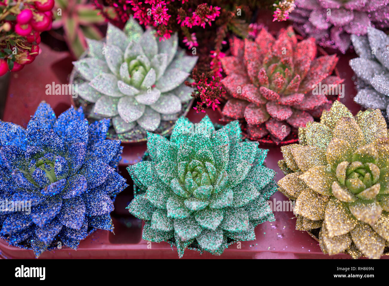 Young (stone roses), the Amazing beauty of succulent Stock Photo - Alamy